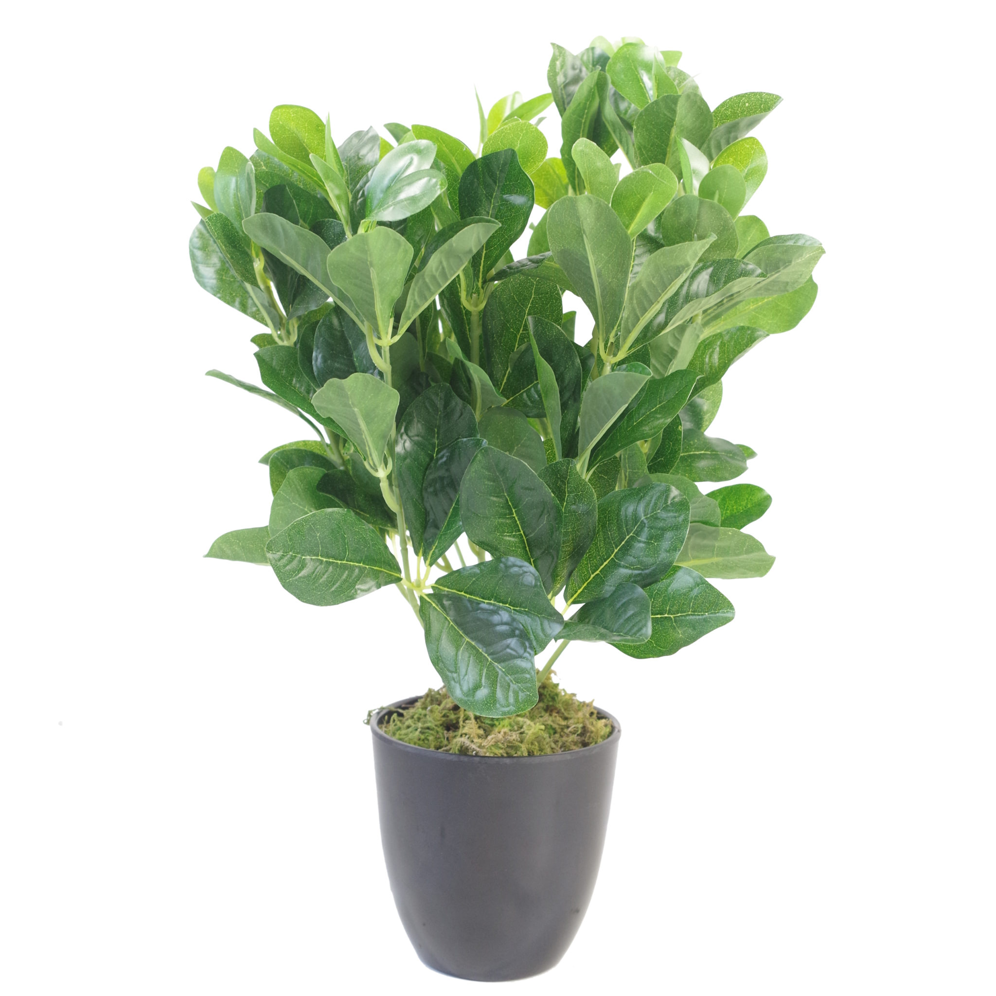 45cm Geranium Aralia (Polyscias Guilfoylei) Bush Artificial Plant ...