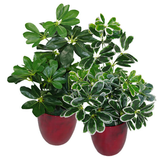 55cm Variegated Artificial Schefflera Arboricola Plant - Leaf Design ...