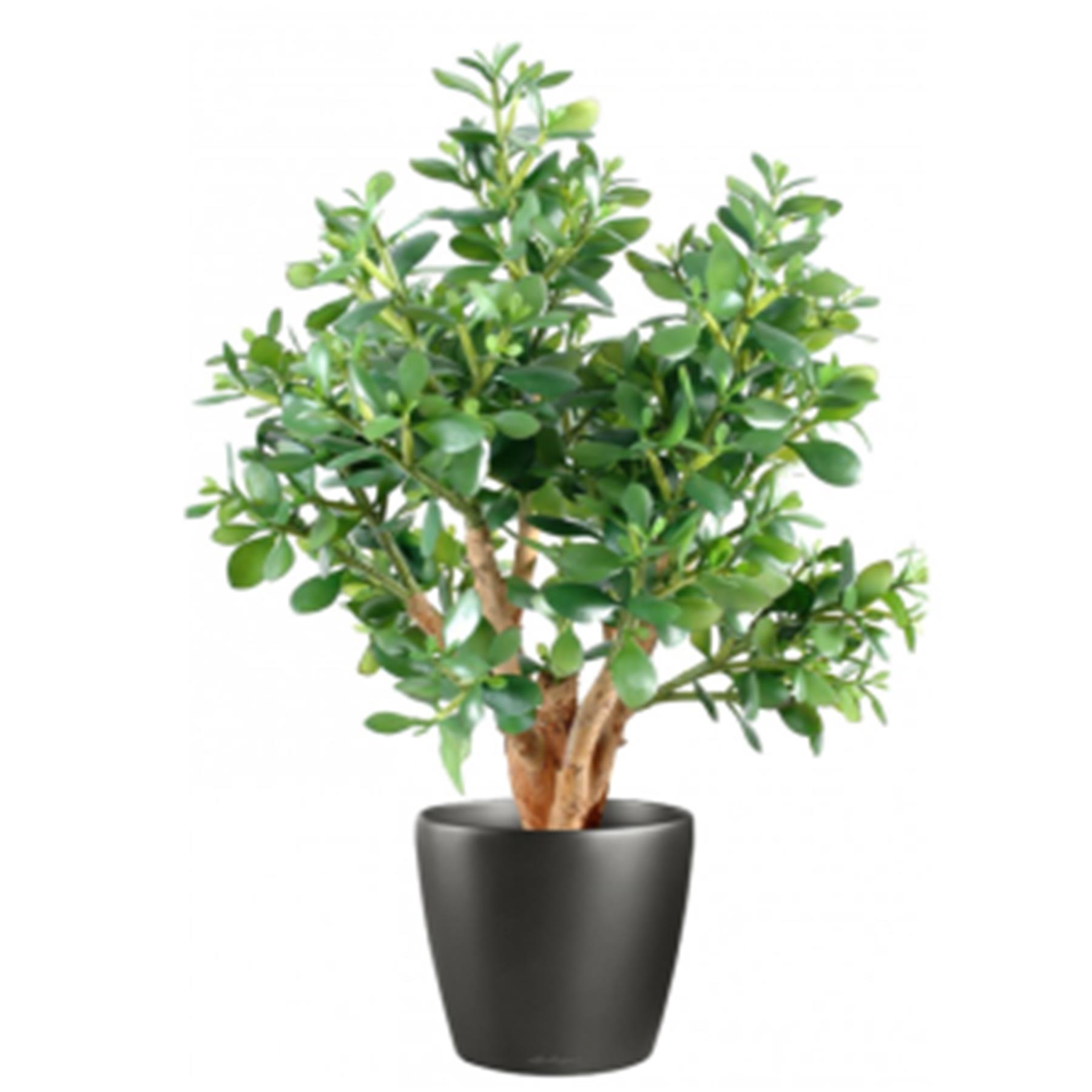 70cm Artificial Deluxe Jade Plant - Leaf Design Wholesale